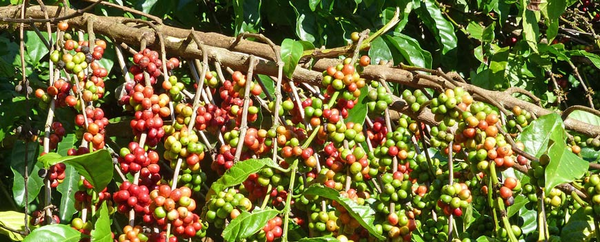 Origine del Caffè: tra Storia e Leggende - Caffexpert